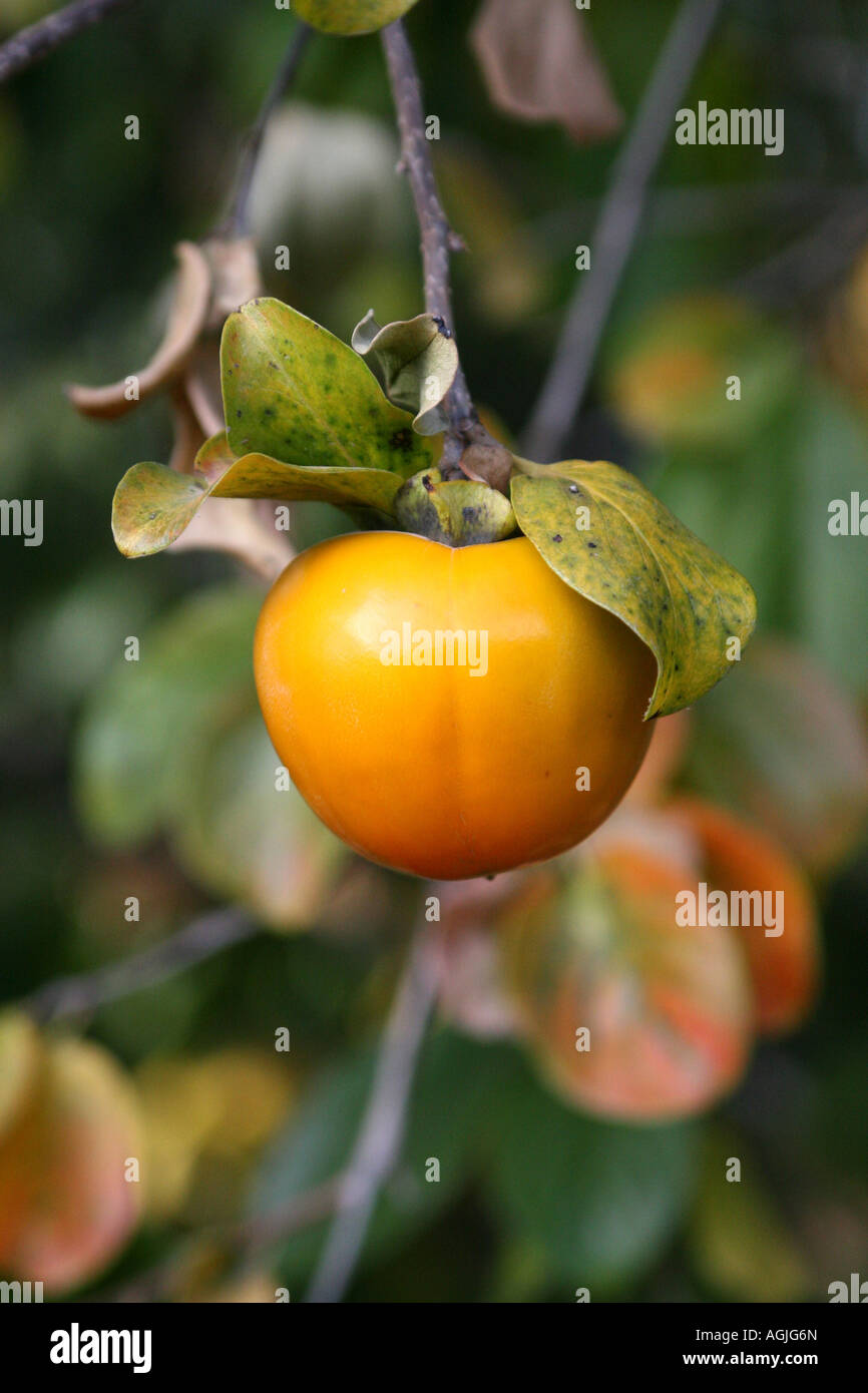 Persimmon fruit and tree, northern California Stock Photo - Alamy