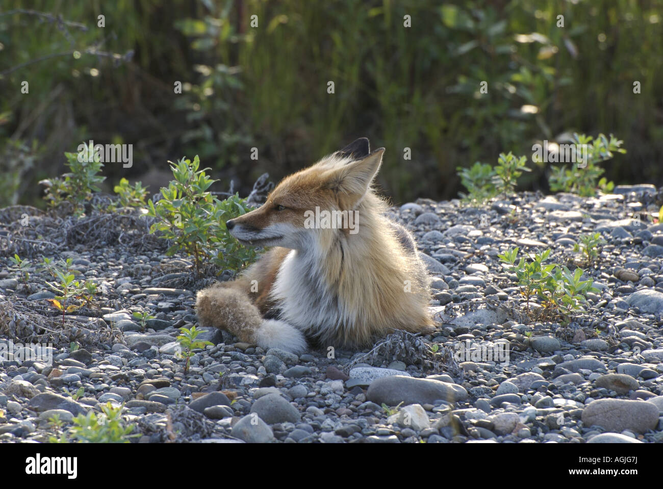 Alaskan Red Fox basking in the sun light Stock Photo - Alamy
