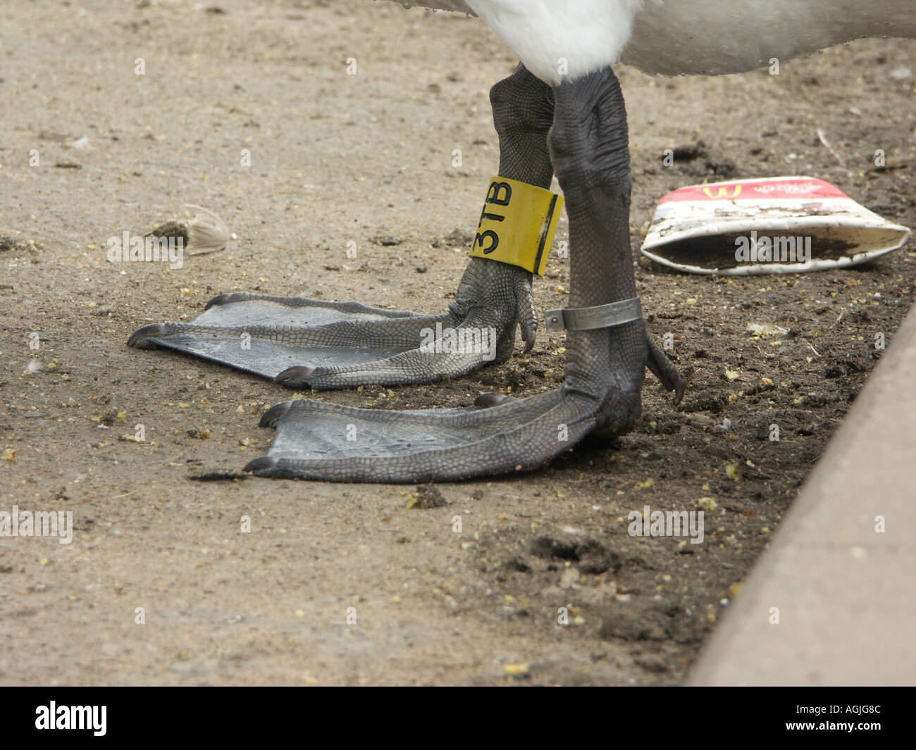 Swan identification hi-res stock photography and images - Alamy