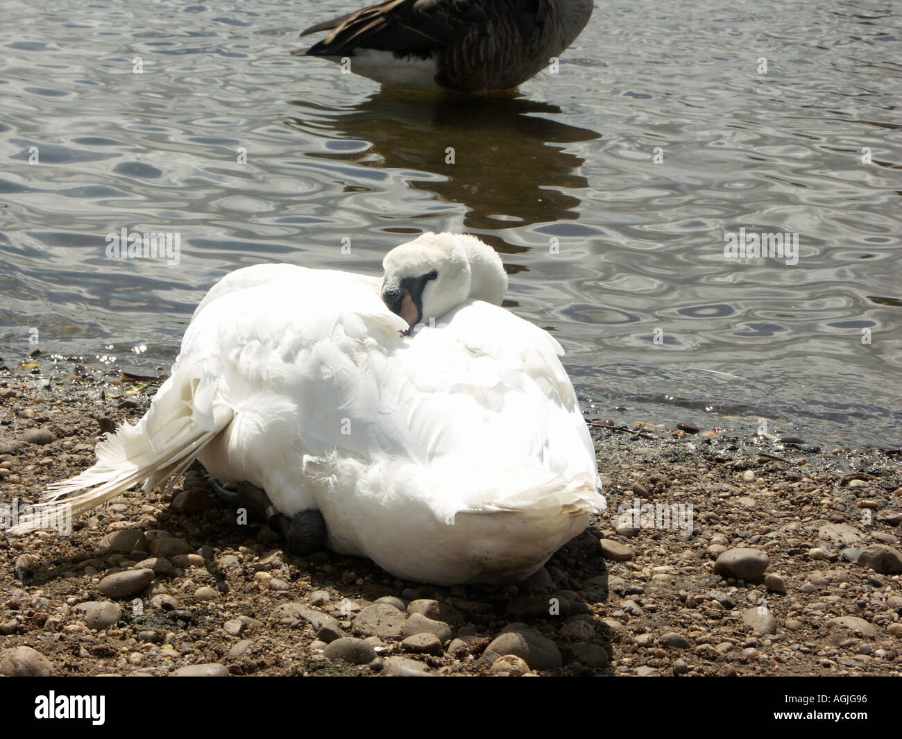 Wing Damage High Resolution Stock Photography and Images - Alamy