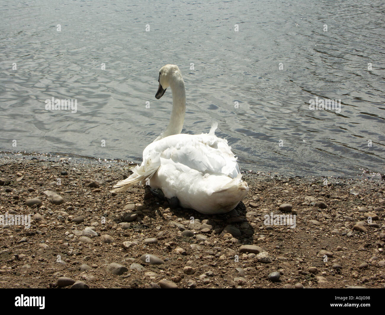 Wing Damage High Resolution Stock Photography and Images - Alamy