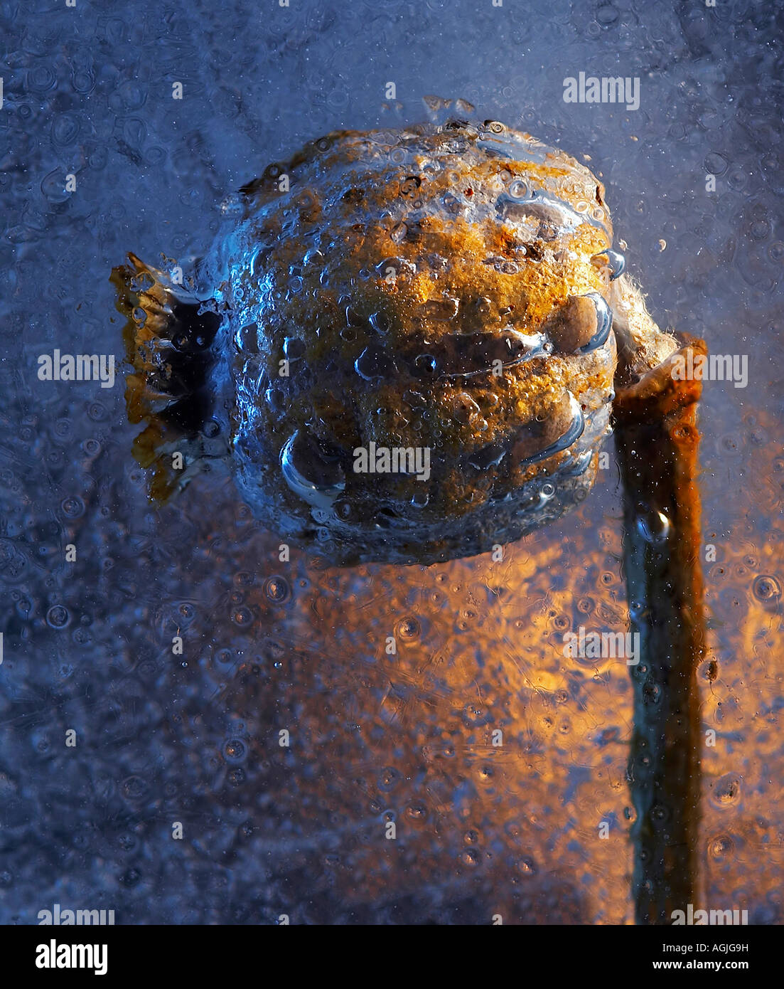 Poppy_head hi-res stock photography and images - Alamy