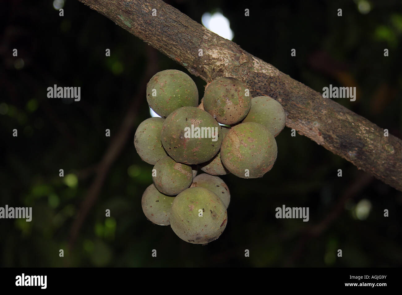 Duku fruit growing in Sabah Malaysia on Borneo -Duku is a member of the ...