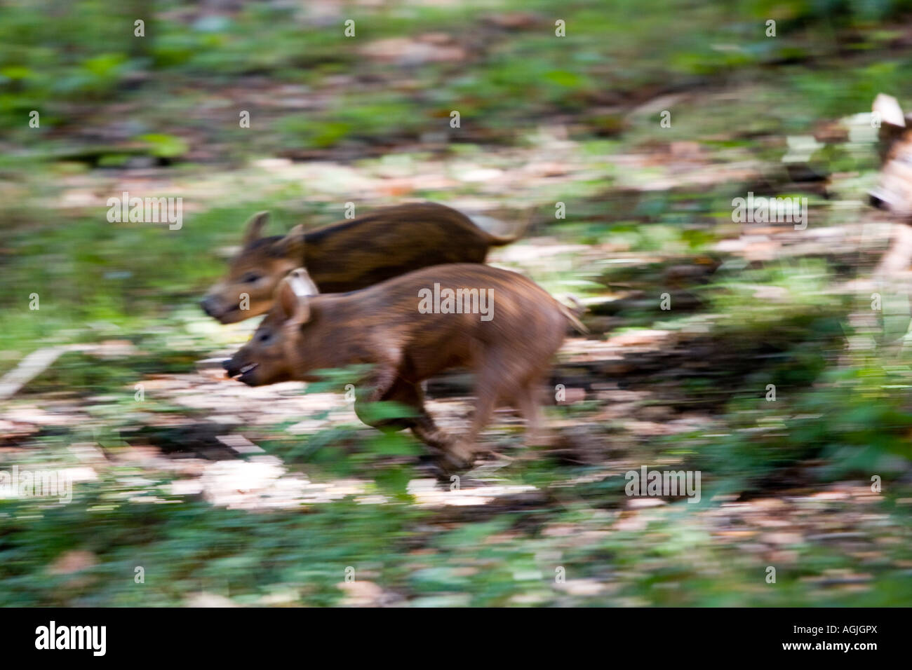 Wild boar piglets race at high speed Trotters wildlife park ...