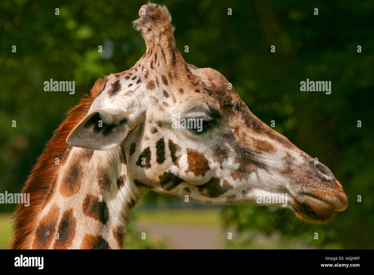 A Giraffe stops for lunch Stock Photo - Alamy