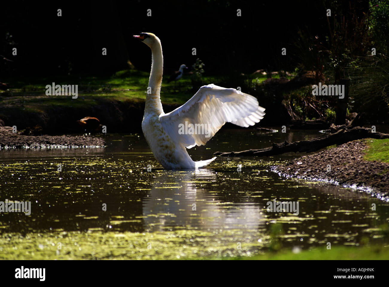 Adult Swan flapping its wings in the breeze Stock Photo - Alamy
