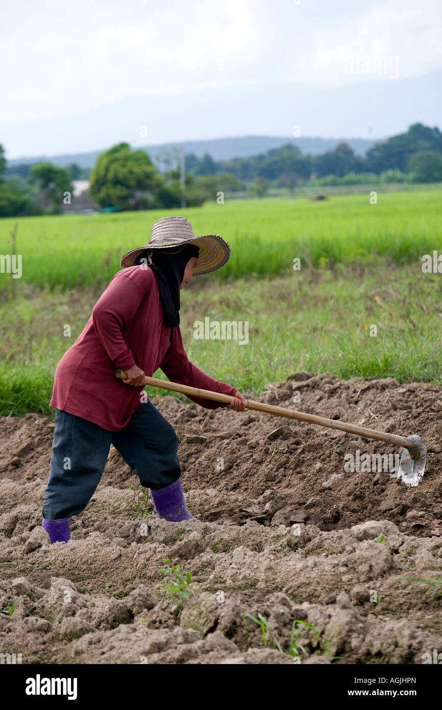 Woman Using Hoe Growing Rice In Plantations Asia Terraced Rice Fields