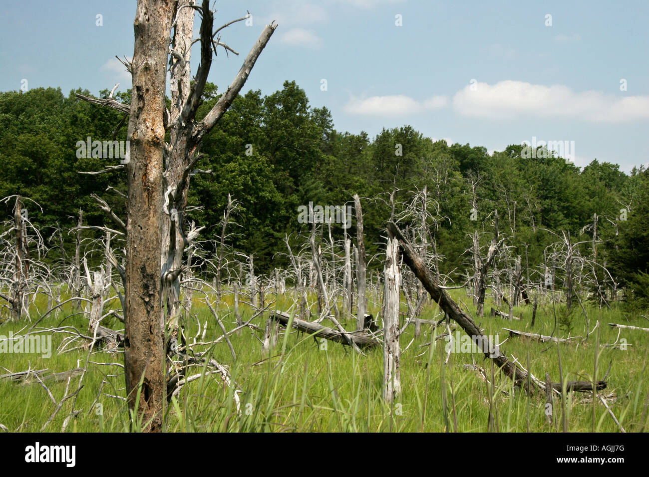 Trees trunks dense acid rain Michigan in USA nobody forest spoil nature sky hi-res Stock Photo ...