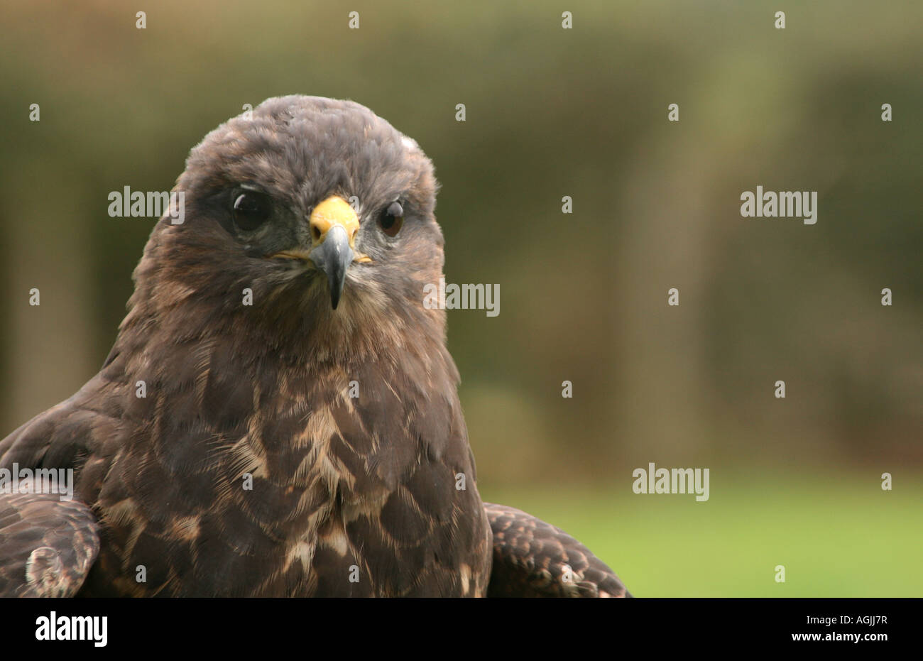 Common Buzzard Close Up Stock Photo - Alamy