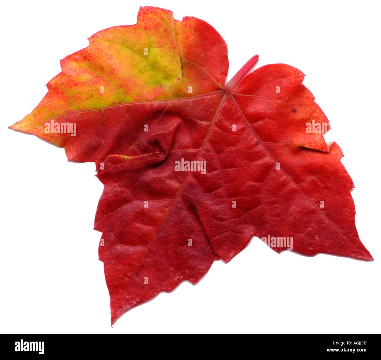 Autumn color leaves against Cut Out Stock Images & Pictures - Alamy