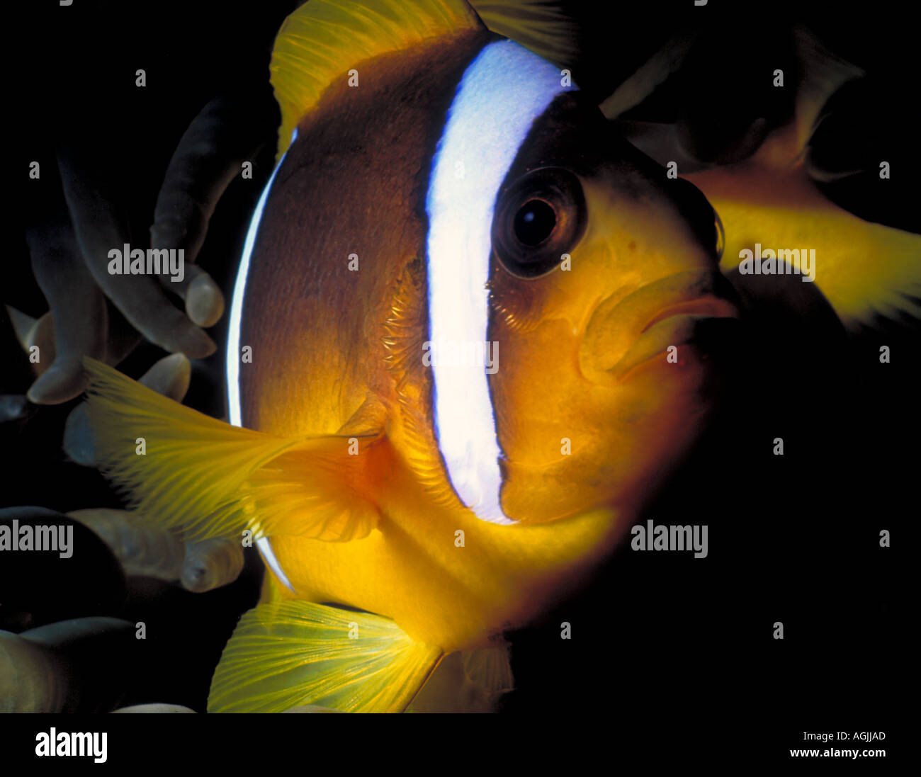 Clownfish Big Close up looking to camera Stock Photo - Alamy