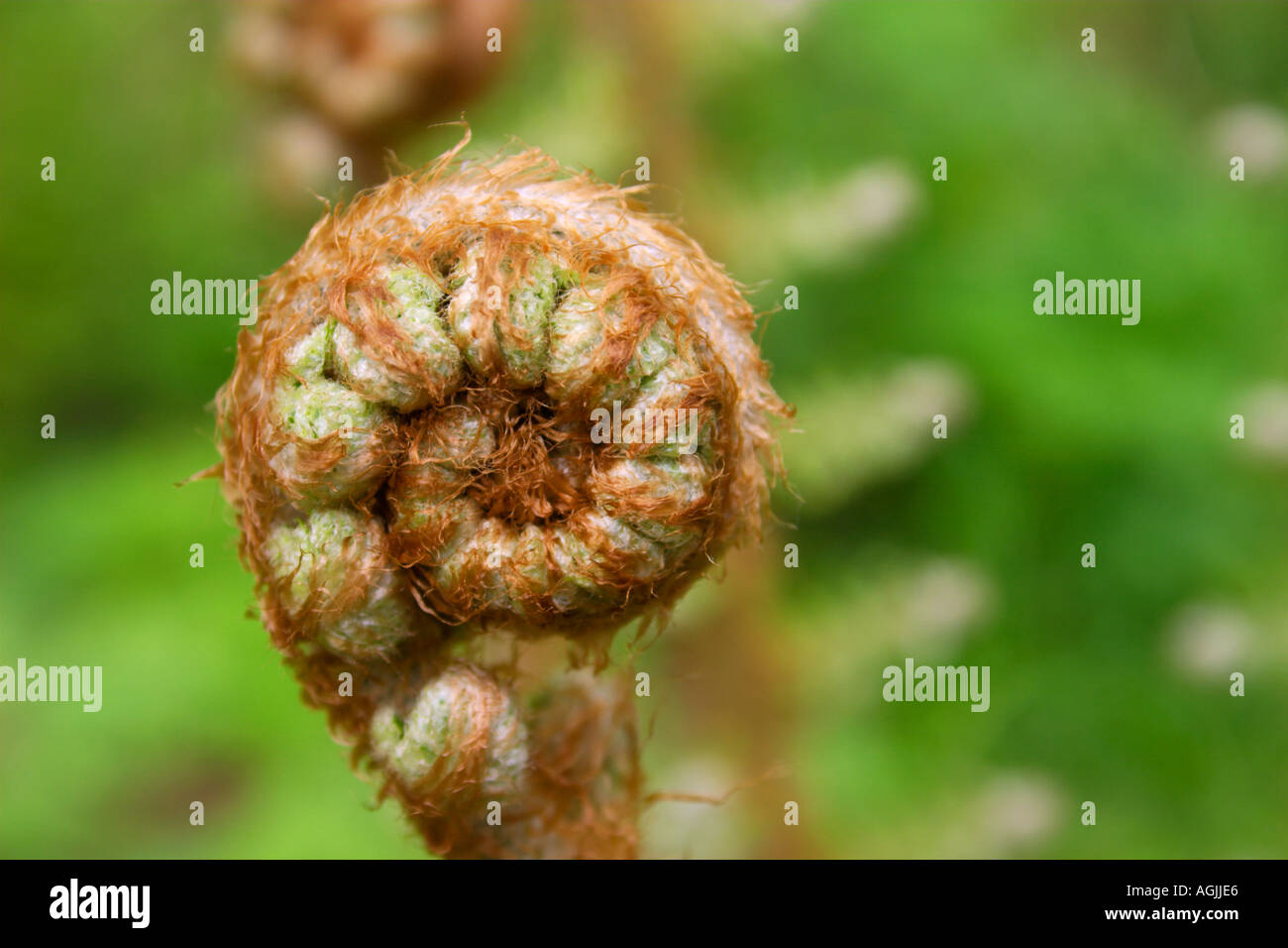 Coil of a fern Stock Photo - Alamy