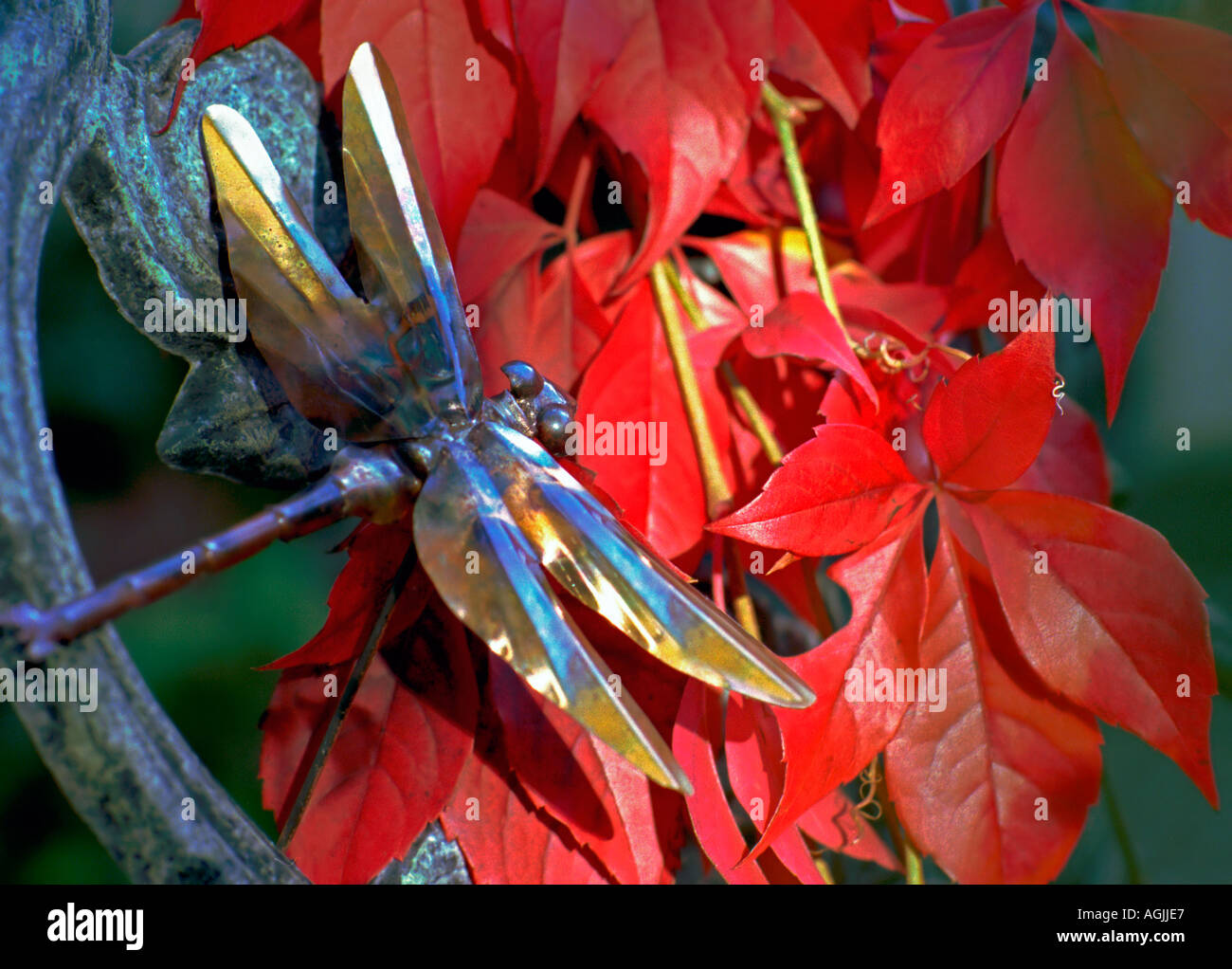 Copper dragonfly hi-res stock photography and images - Alamy