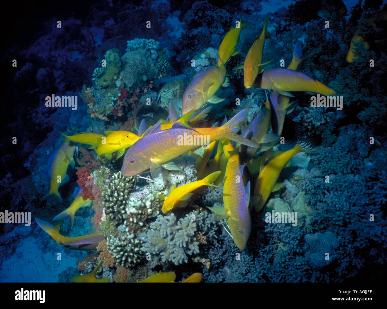 Yellow stripe goatfish hi-res stock photography and images - Alamy