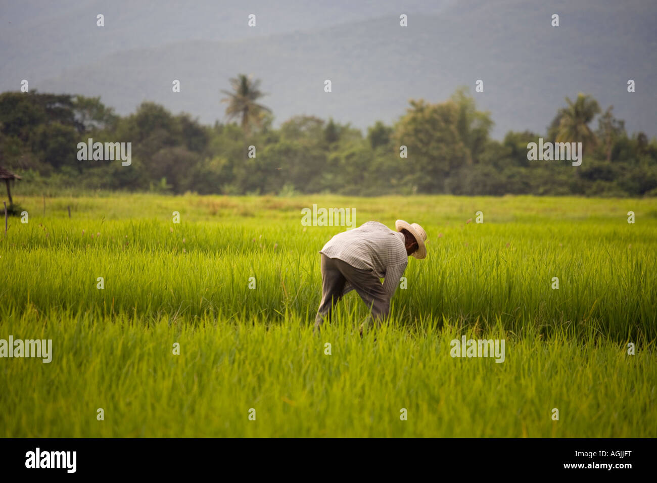 Male Agricultural worker, or man working rice fields in Chiang Mai ...