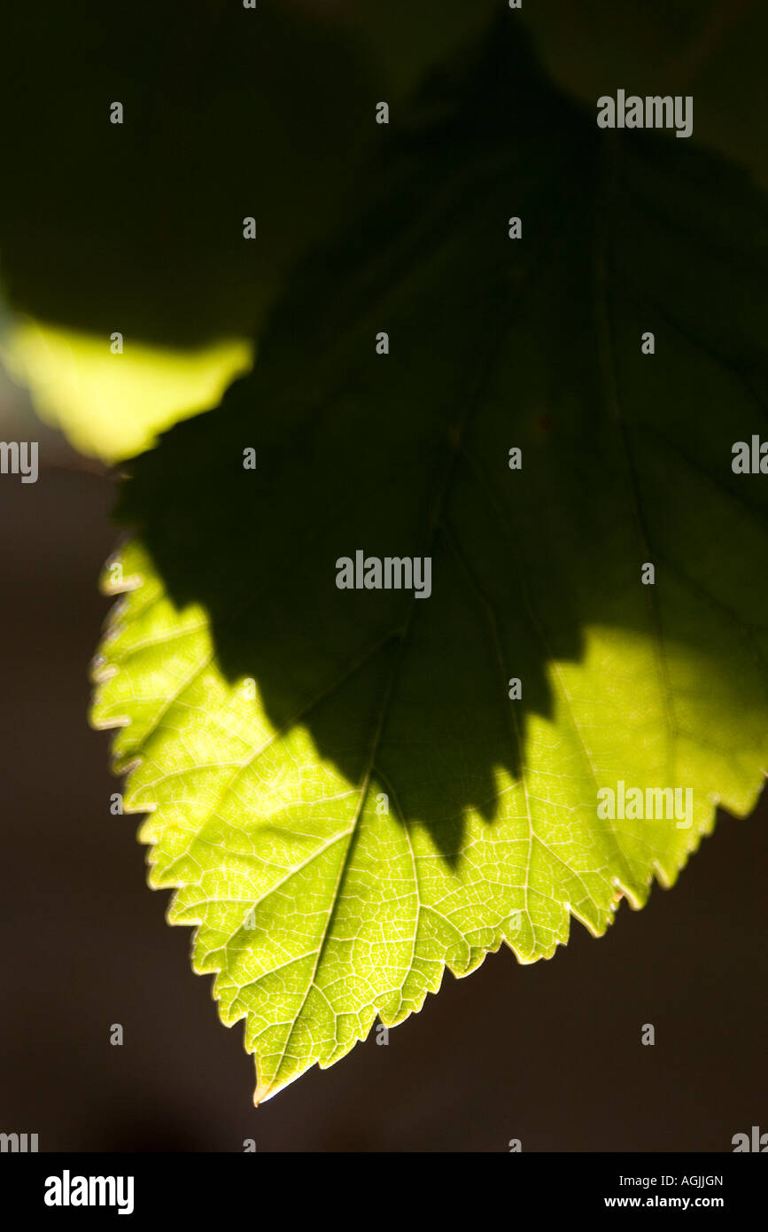 a leaf with a leaf-shaped shadow Stock Photo - Alamy