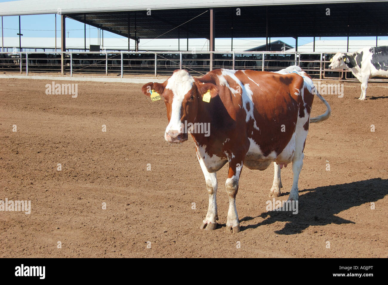Holstein dairy cow at a dairy central valley California USA Stock Photo ...