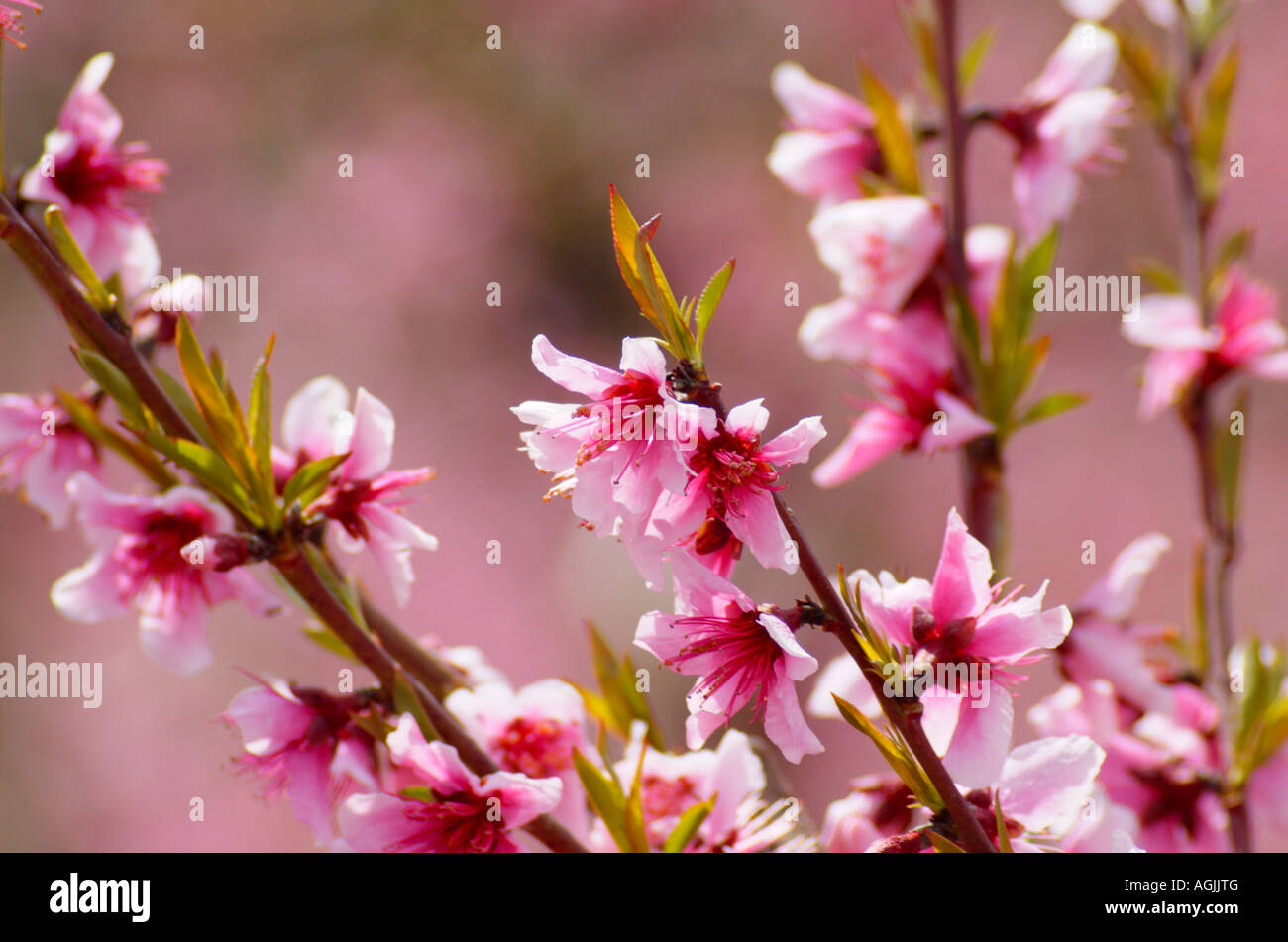Israel Upper Galilee pink Peach blossoms on Peach trees in a plantation ...