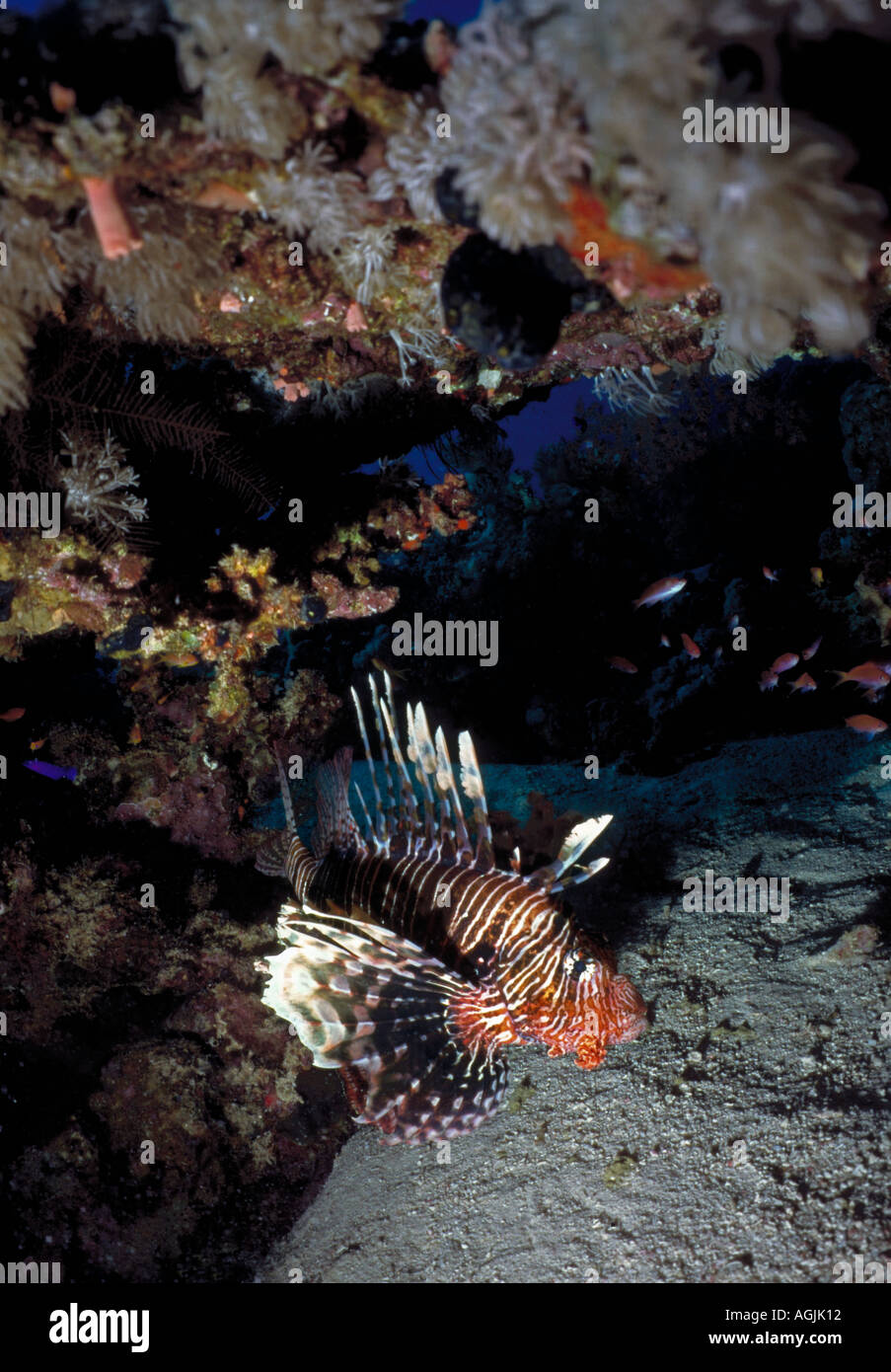 Lion Fish resting under coral ledge in the Red Sea Stock Photo - Alamy