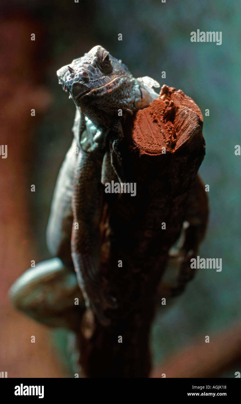 Lounging Lizard High Resolution Stock Photography and Images - Alamy