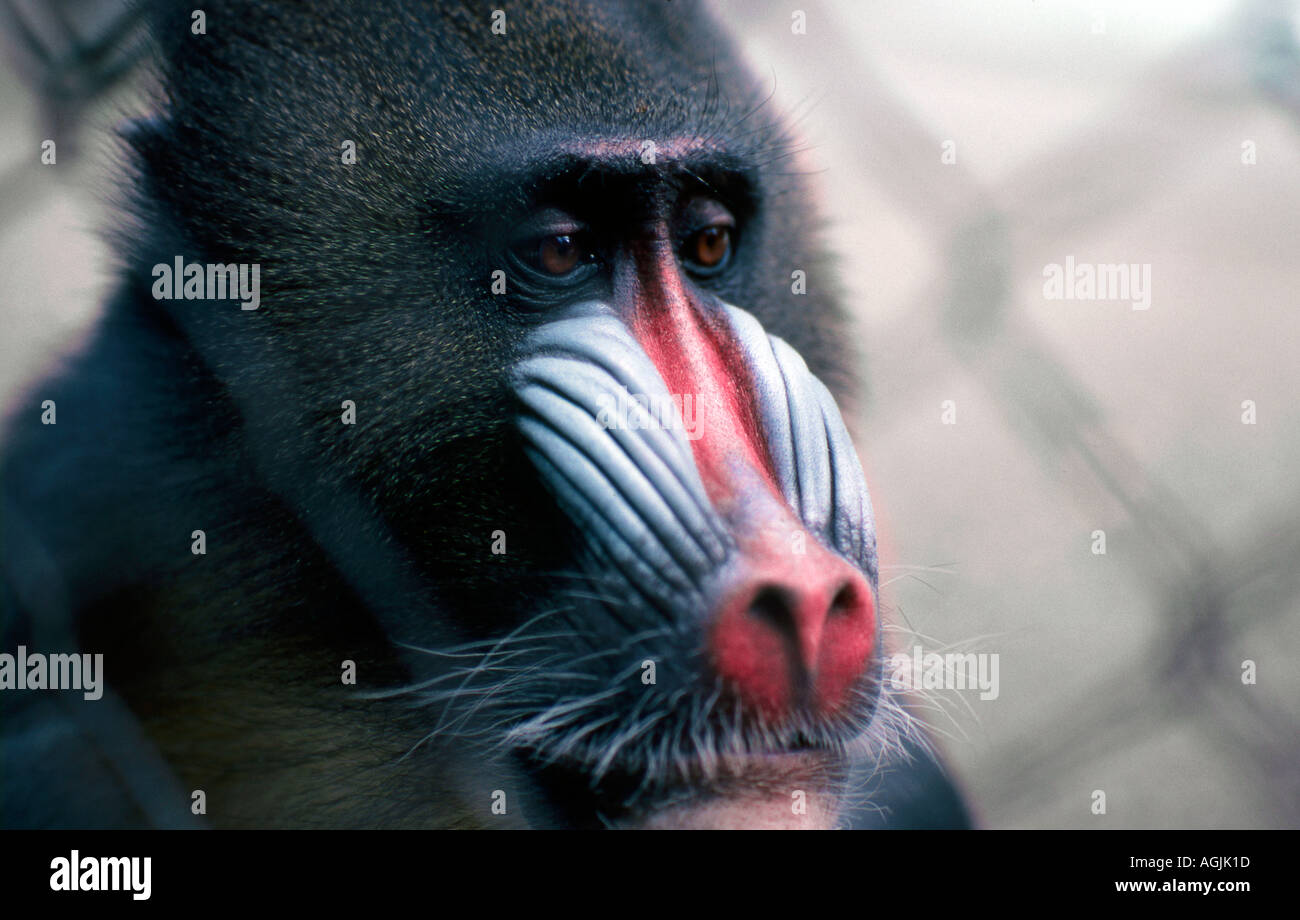 A male mandrill Mandrillus sphinx behind a fence looking depressed ...