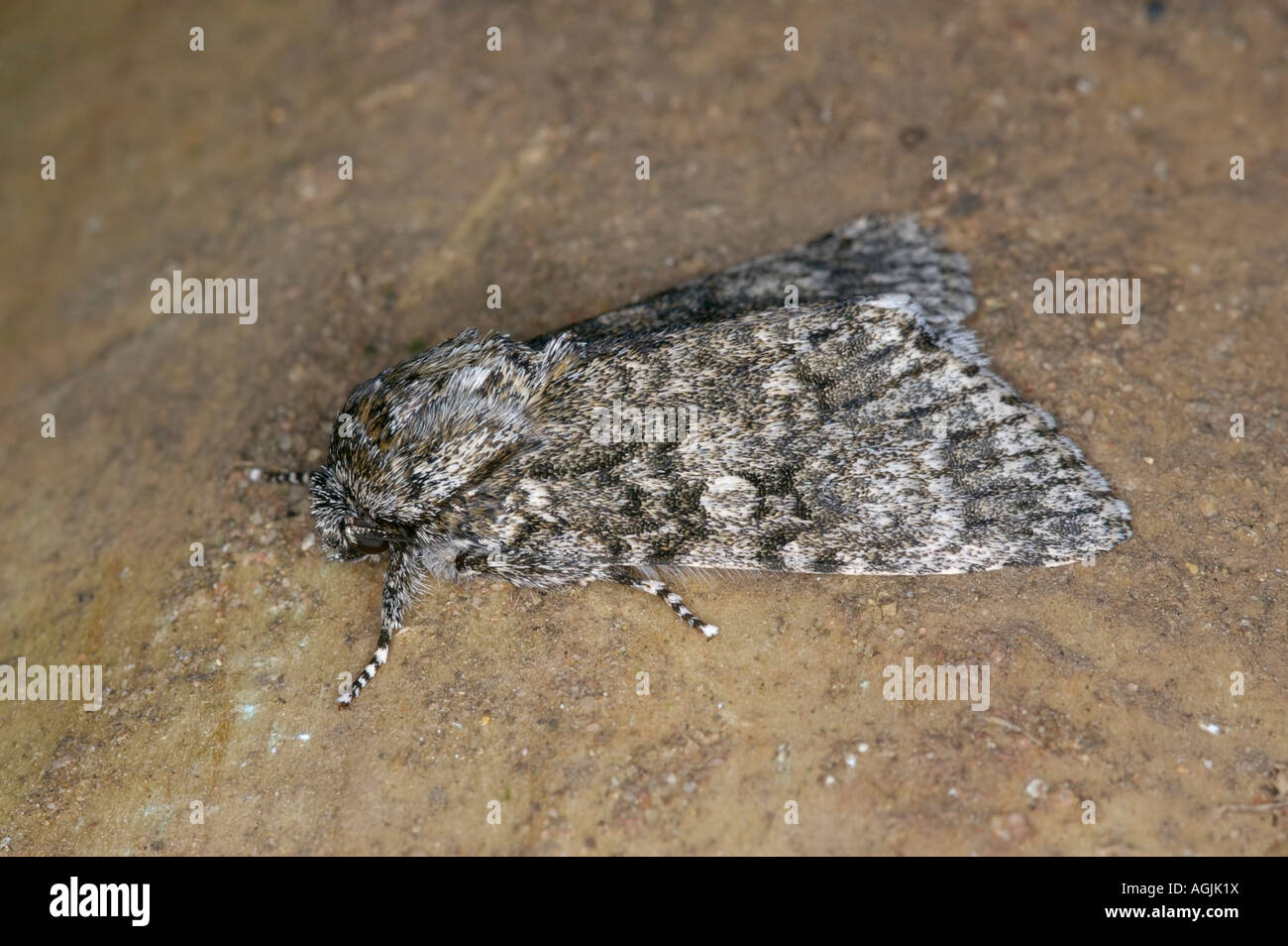 Poplar Grey Moth Acronicta megacephala Stock Photo - Alamy