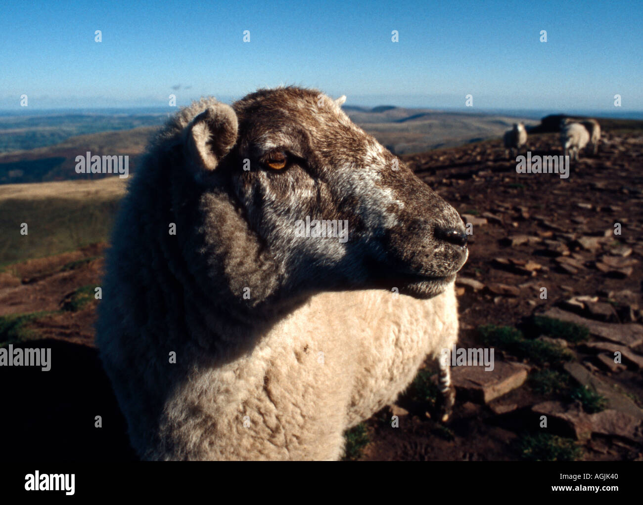 Sheep on the hills hi-res stock photography and images - Alamy