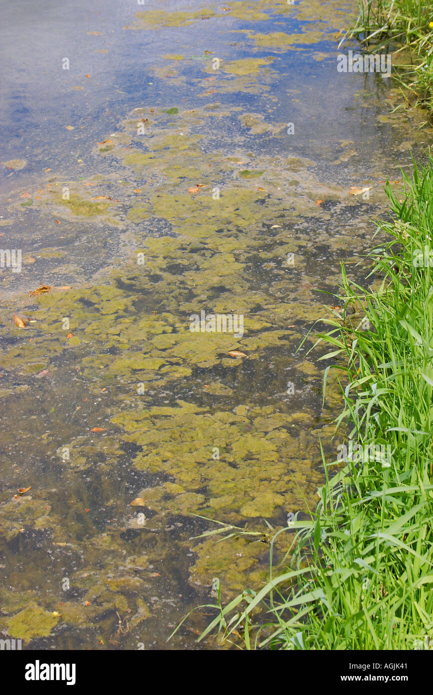 algae bloom in river eutrophification Stock Photo - Alamy