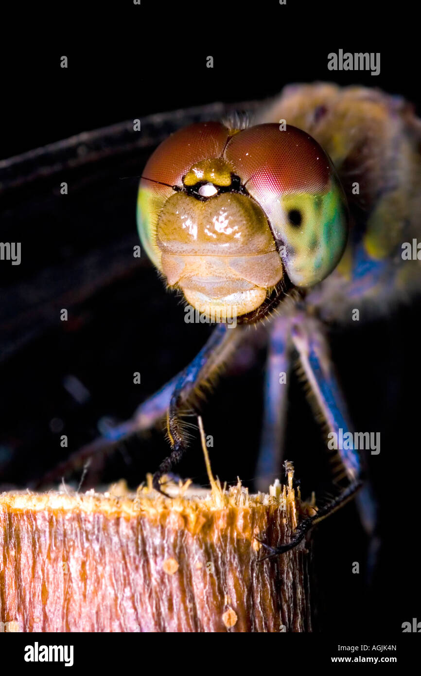 Extreme macrophotography of an dragonfly on an wood Stock Photo - Alamy