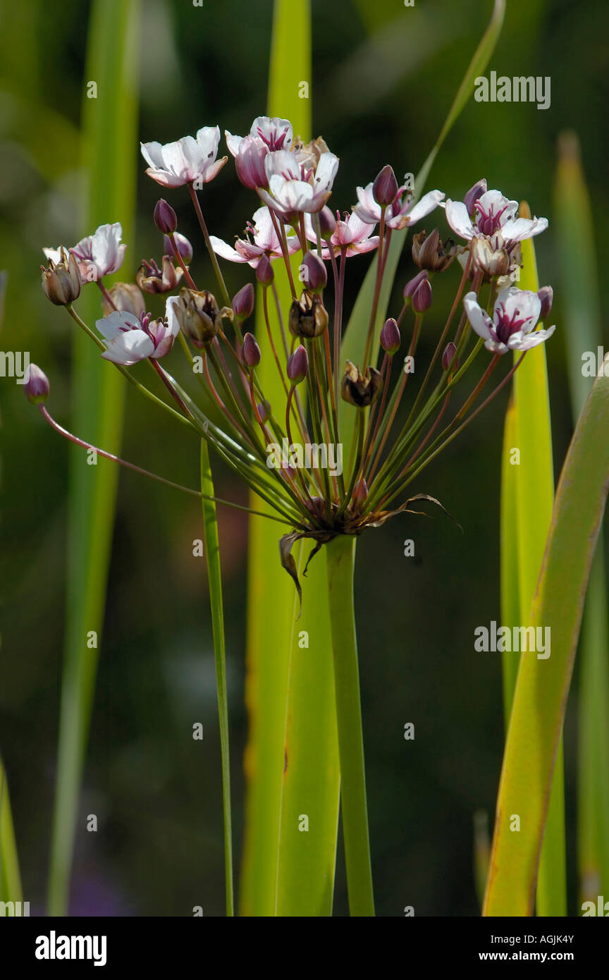 Pink flowering rush hi-res stock photography and images - Alamy