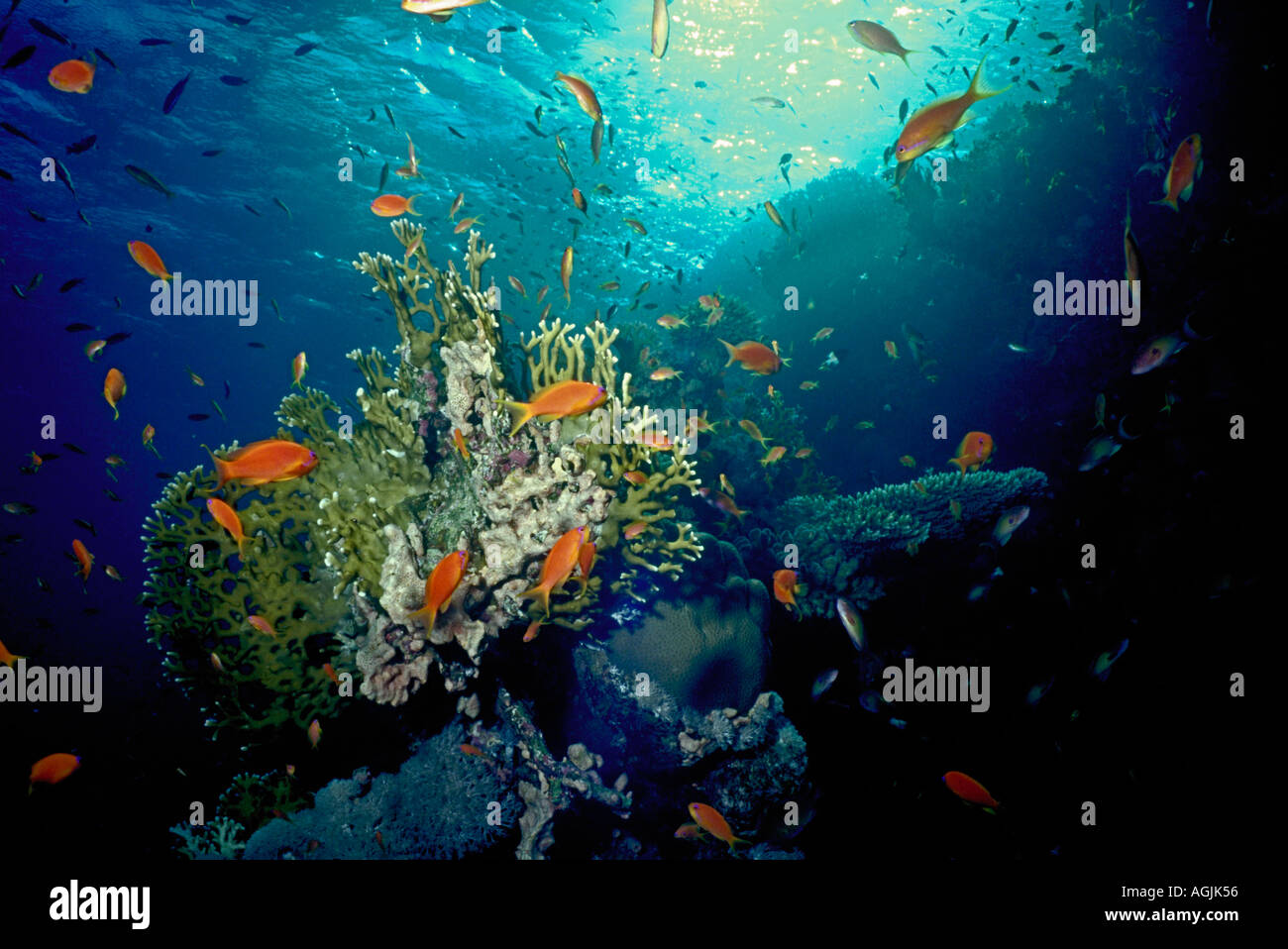 Underwater Seascape with coral reef and Damsel fish Stock Photo - Alamy
