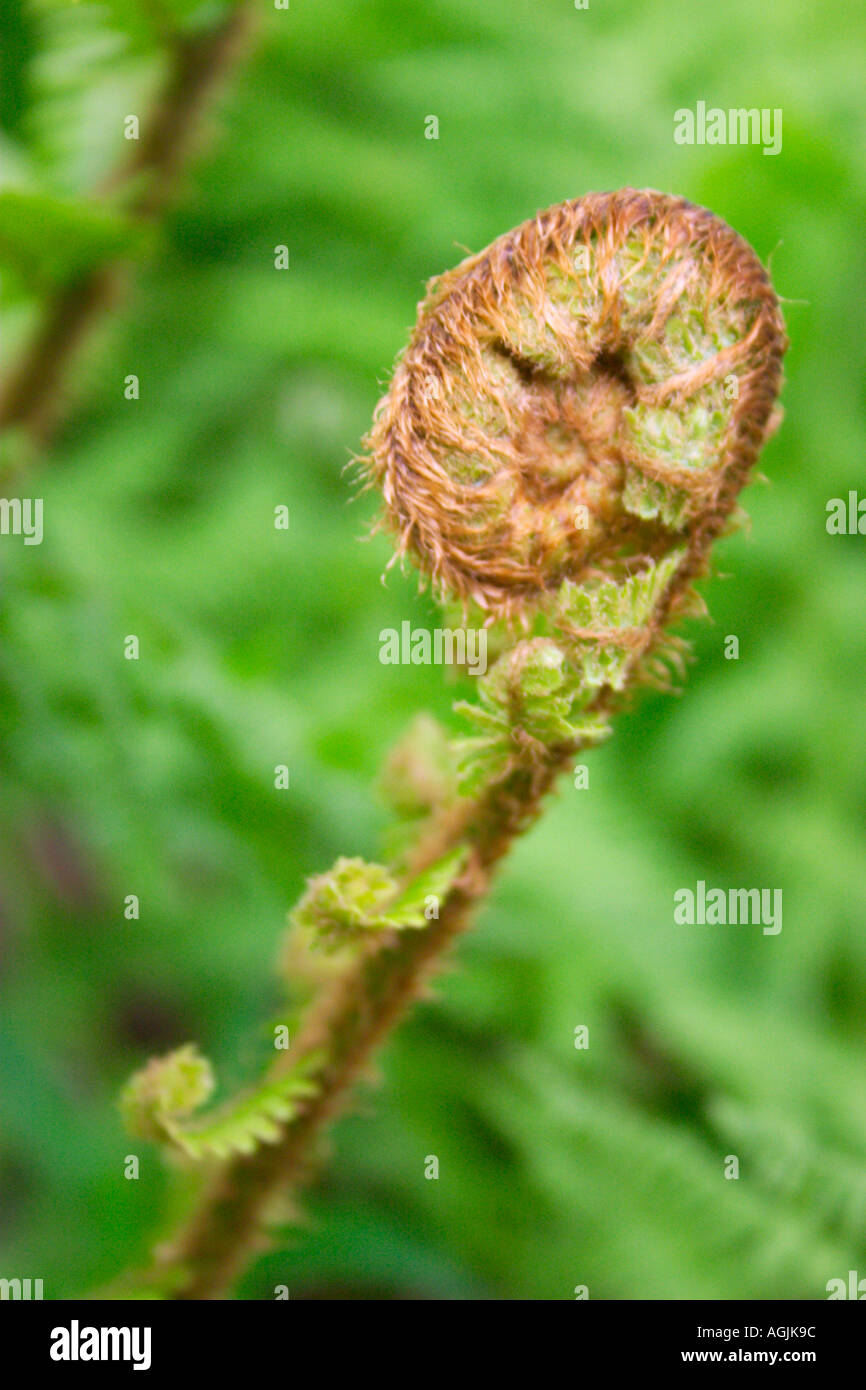 Coil of a fern Stock Photo - Alamy