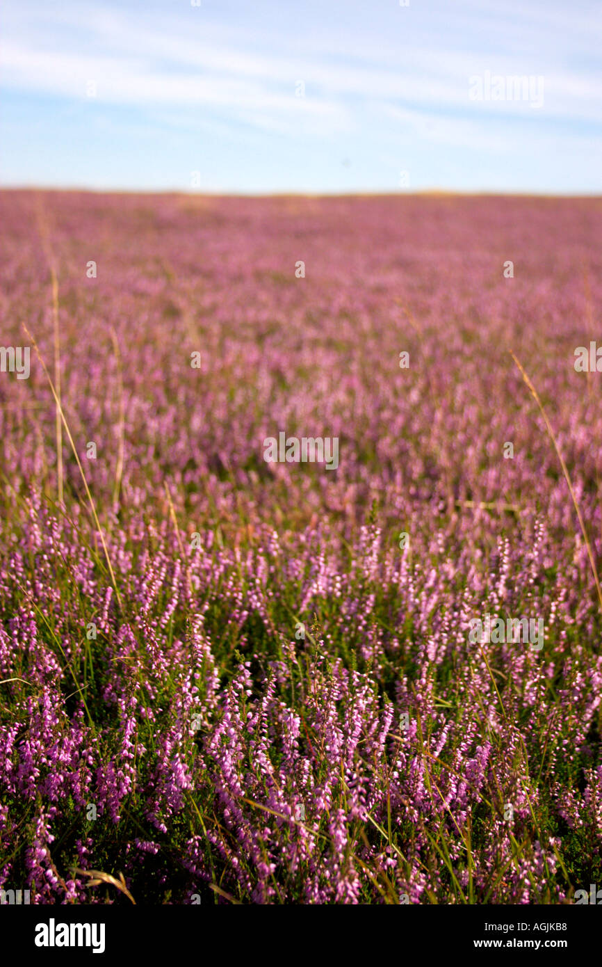 Durham moorland hi-res stock photography and images - Alamy