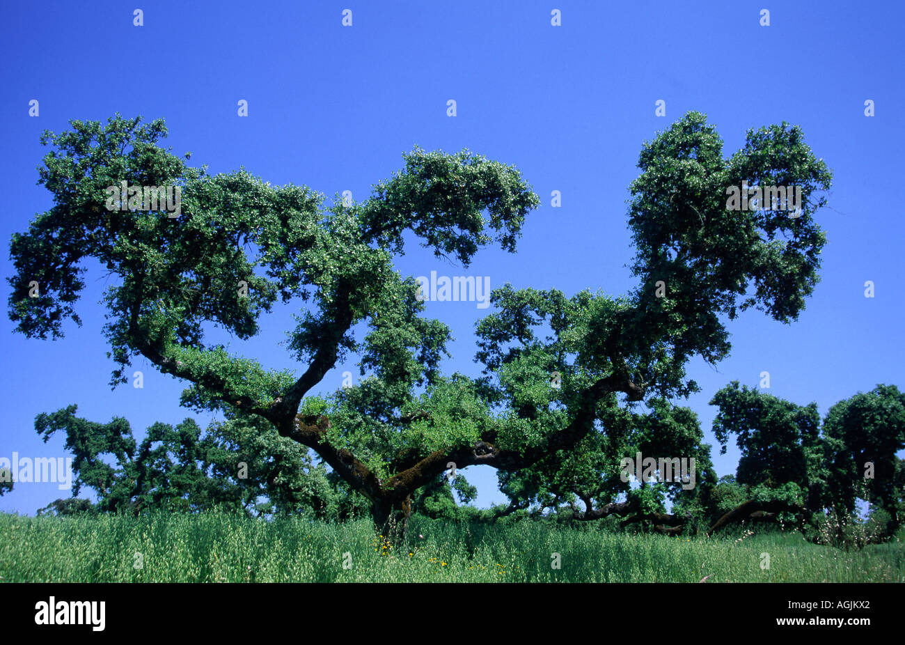 Quercus ilex holm oak trunk hi-res stock photography and images - Alamy