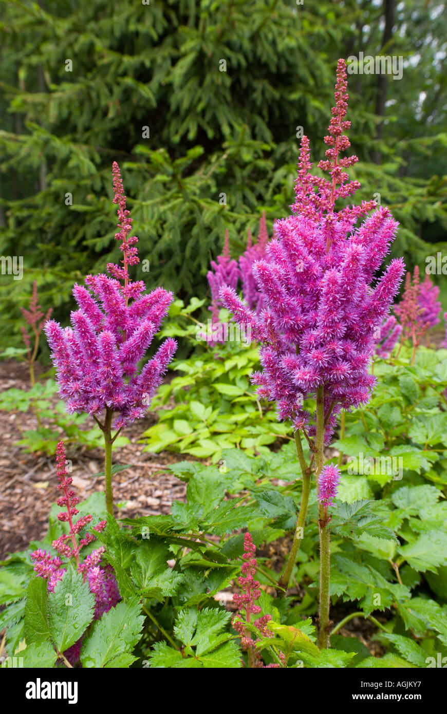 Astilbe flowers hi-res stock photography and images - Alamy