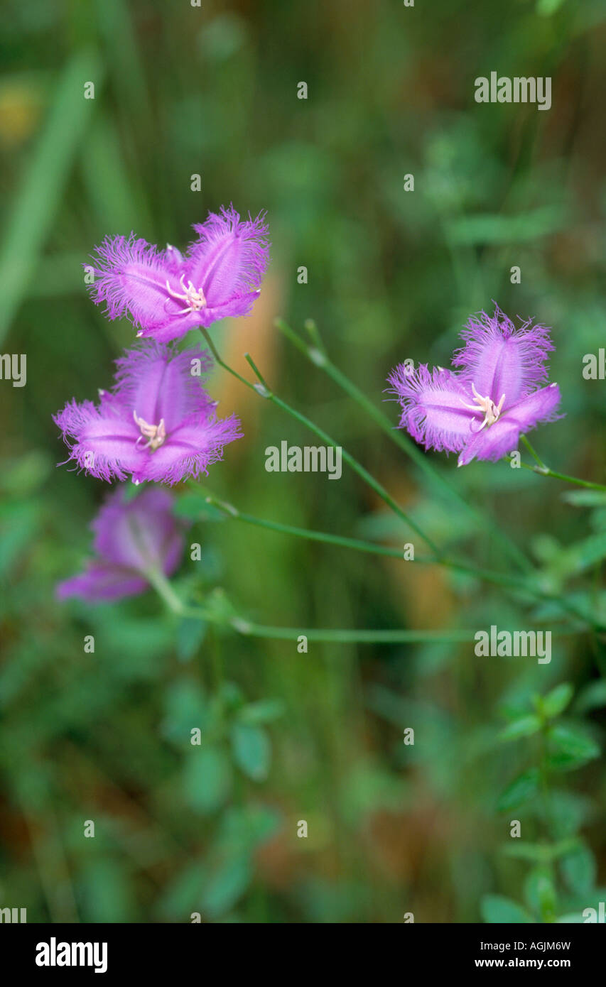 Fringe lily hi-res stock photography and images - Alamy