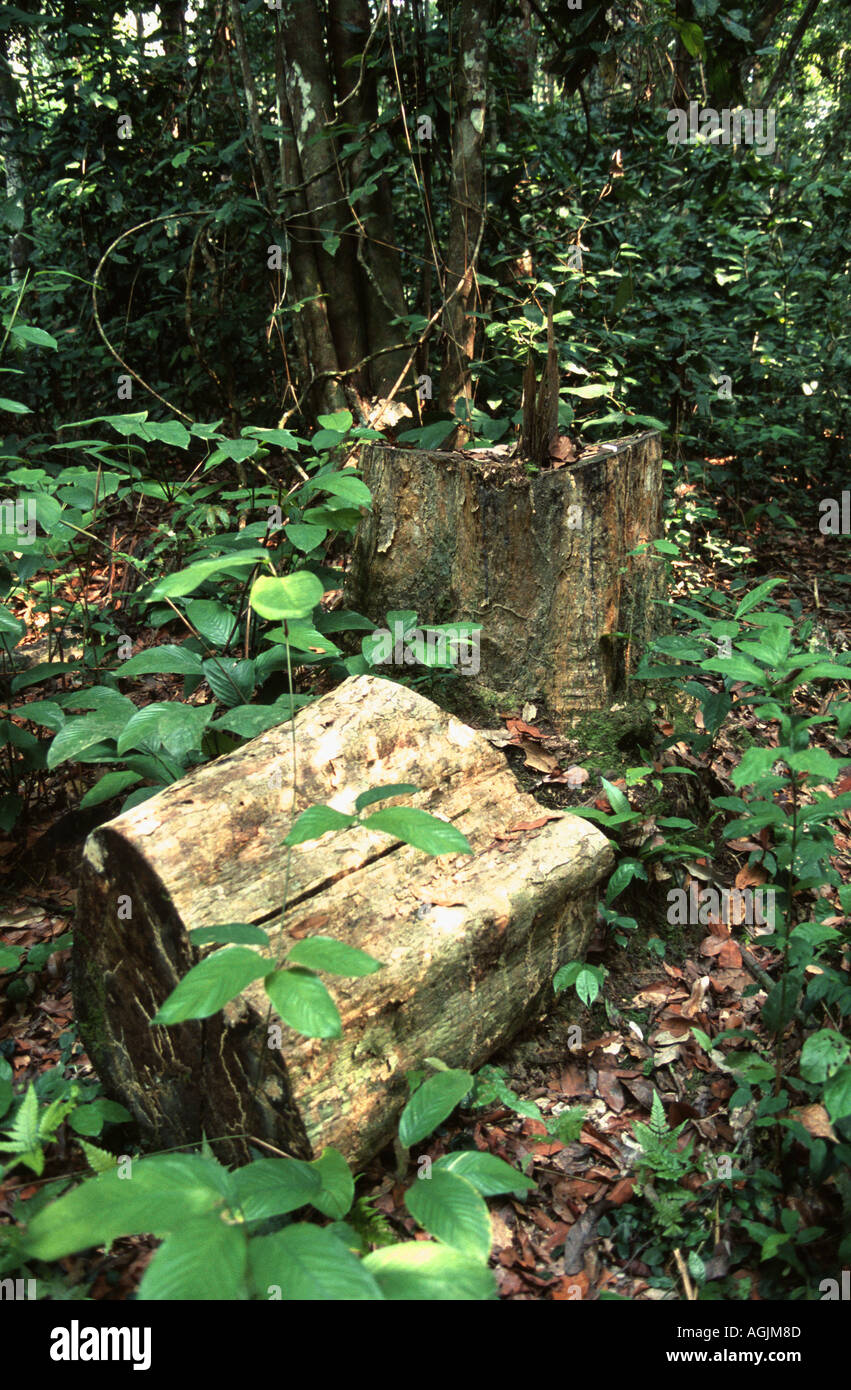 Old logging evidence Stock Photo - Alamy