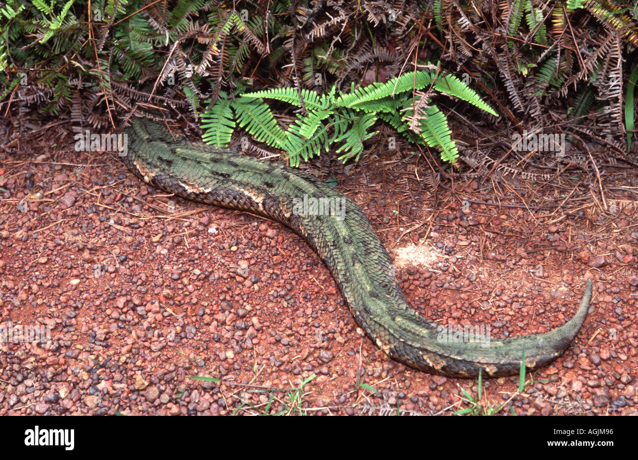 Gabon Viper, Bitis gabonicus Stock Photo - Alamy