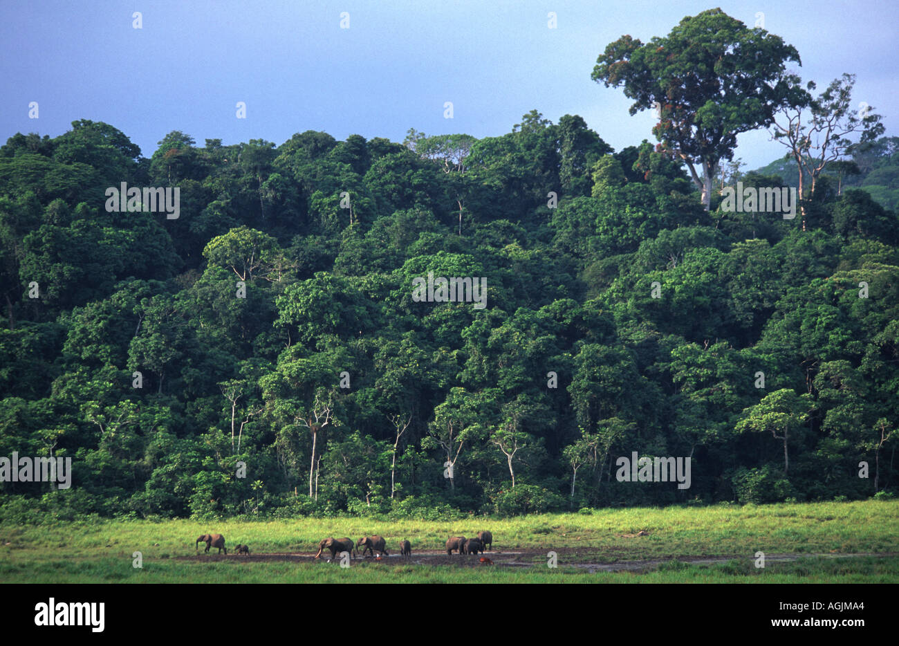 Gabon rainforest elephant hi-res stock photography and images - Alamy