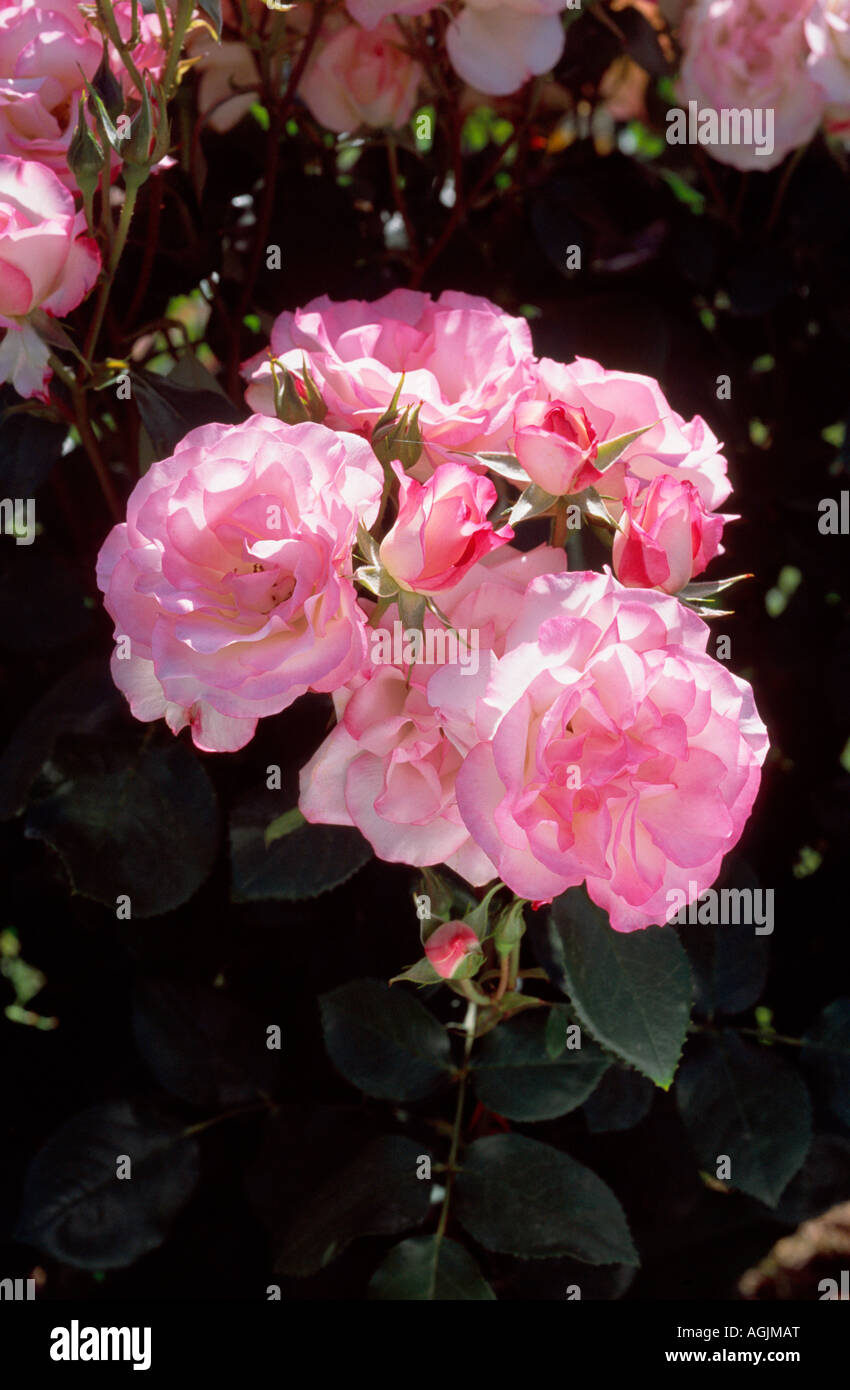 Pink rose bloom Stock Photo - Alamy