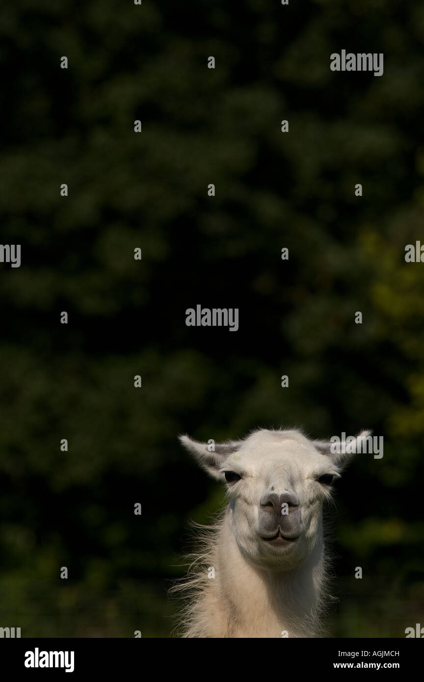 Llandybie hi-res stock photography and images - Alamy