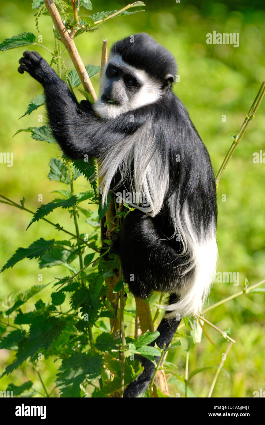 Monkey zoo hi-res stock photography and images - Alamy