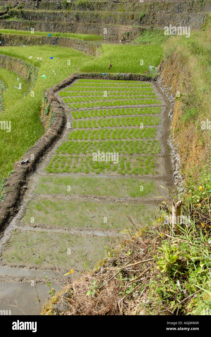 Rice terraces of the philippine cordilleras hi-res stock photography ...