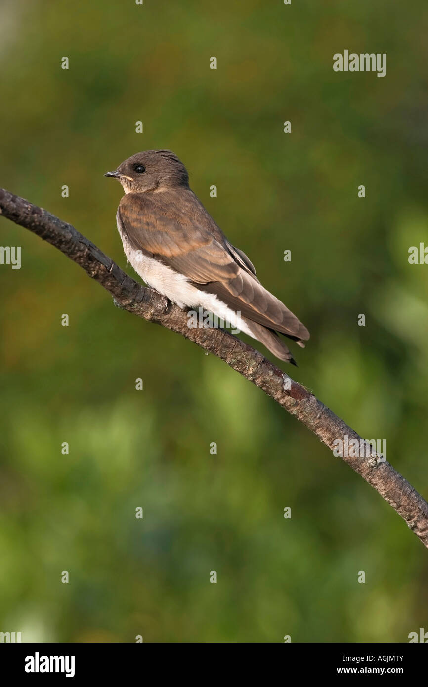 The one bird Bank Swallow sitting on the tree branch with green blurred ...