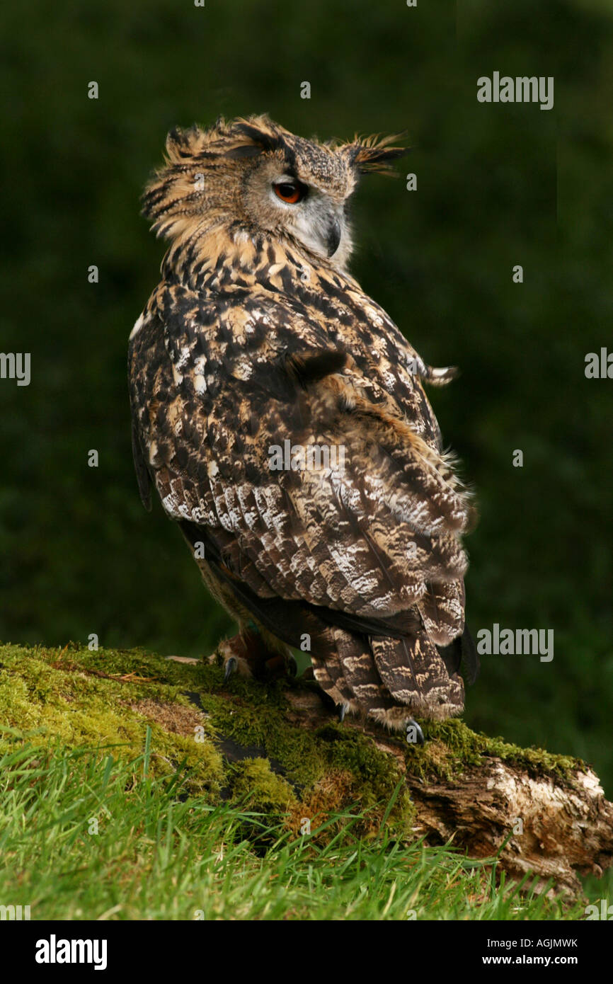 Moss covered owls hi-res stock photography and images - Alamy