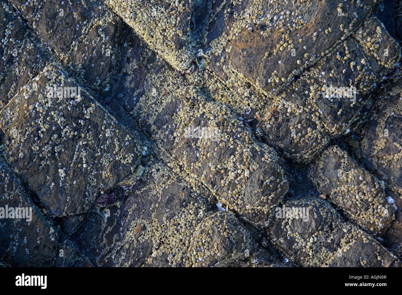 Rock patterns & barnacles at Tannum Sands in Queensland Australia Stock ...