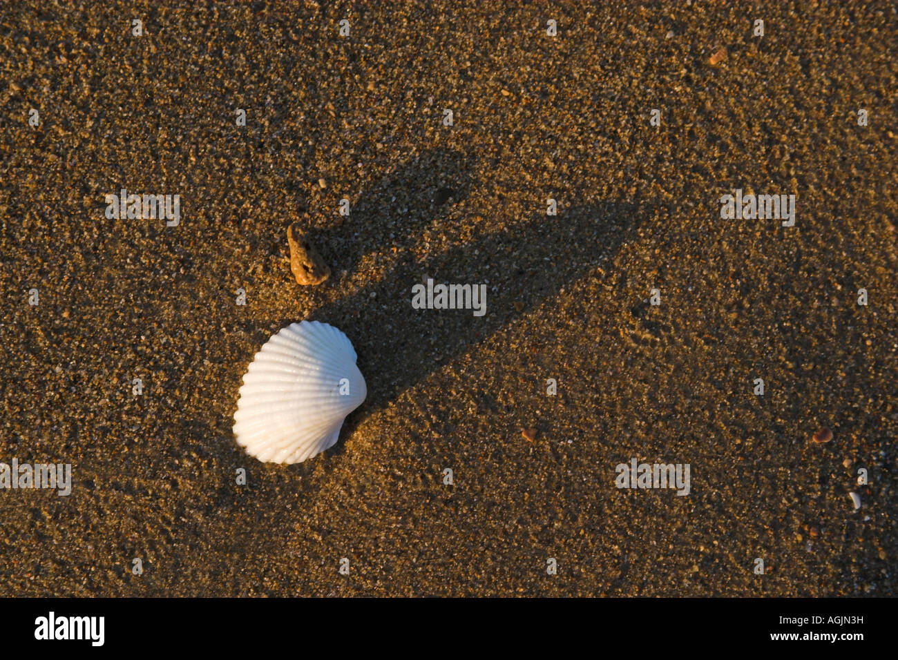 Seashell on the beach at Tannum Sands in Queensland Australia Stock ...