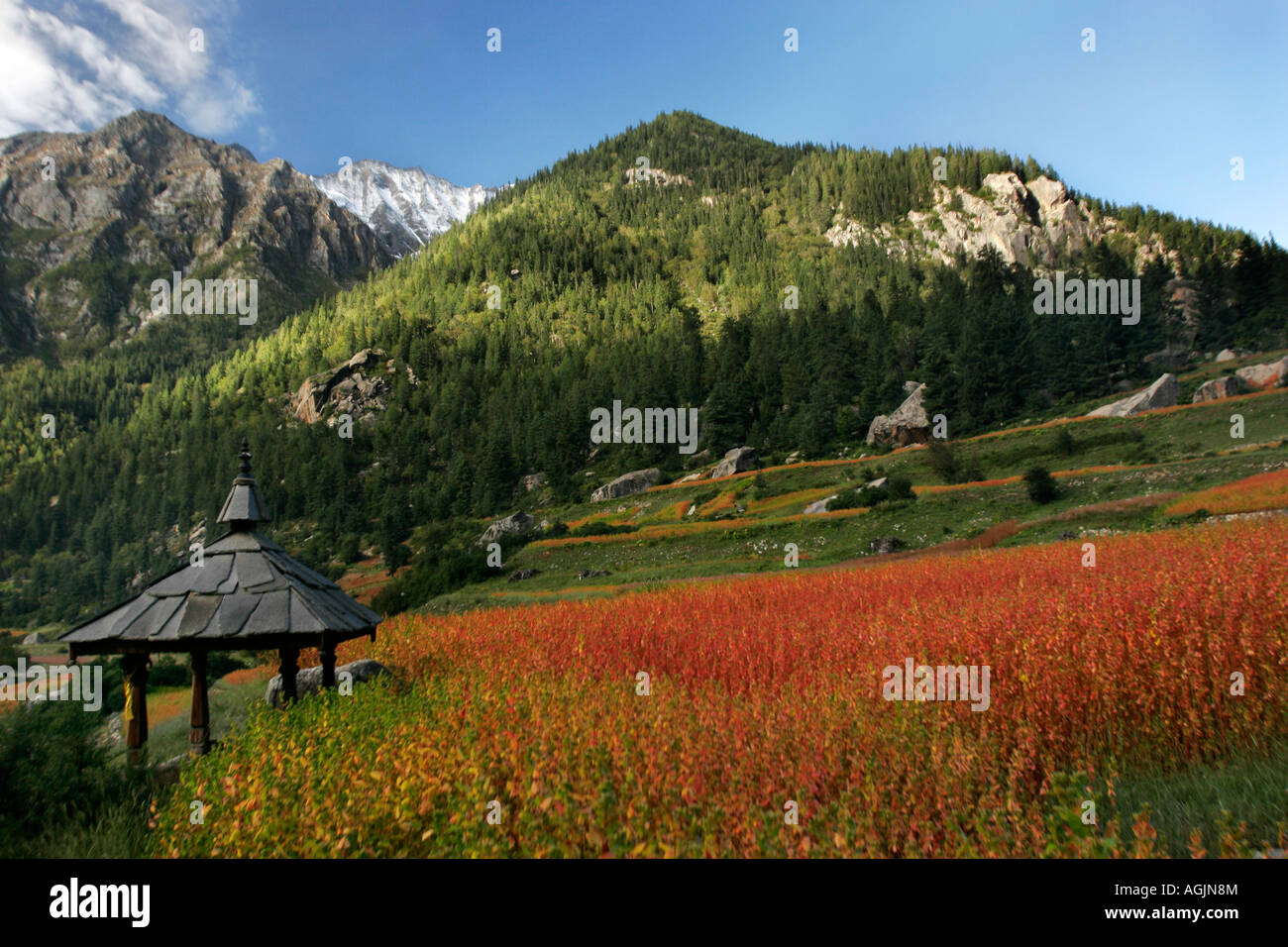 Colorful landscape of village Rackcham in Kinnaur, Himachal Pradesh ...