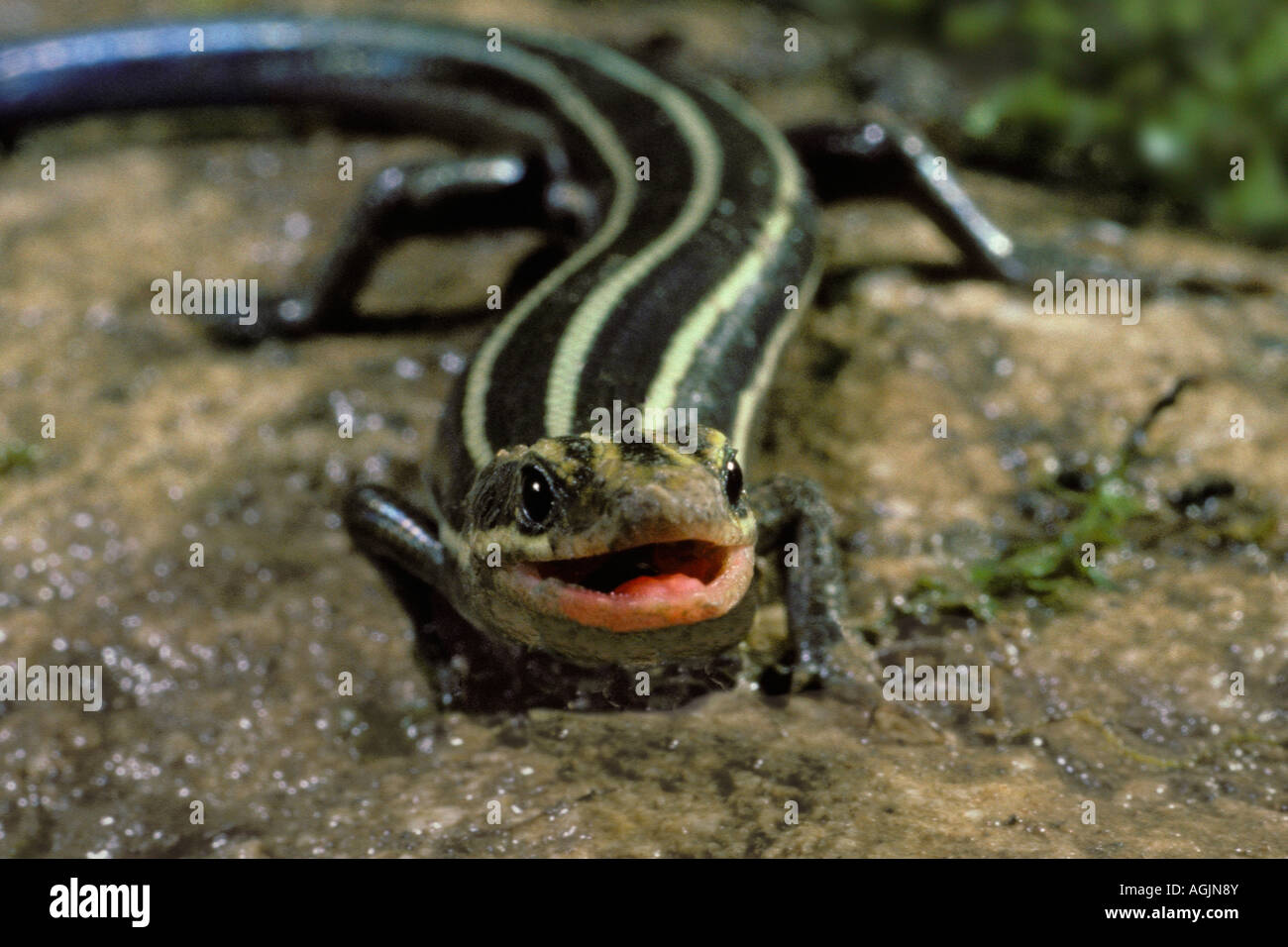 Funny Five-lined skink (Eumeces fasciatus) standing on rock facing ...