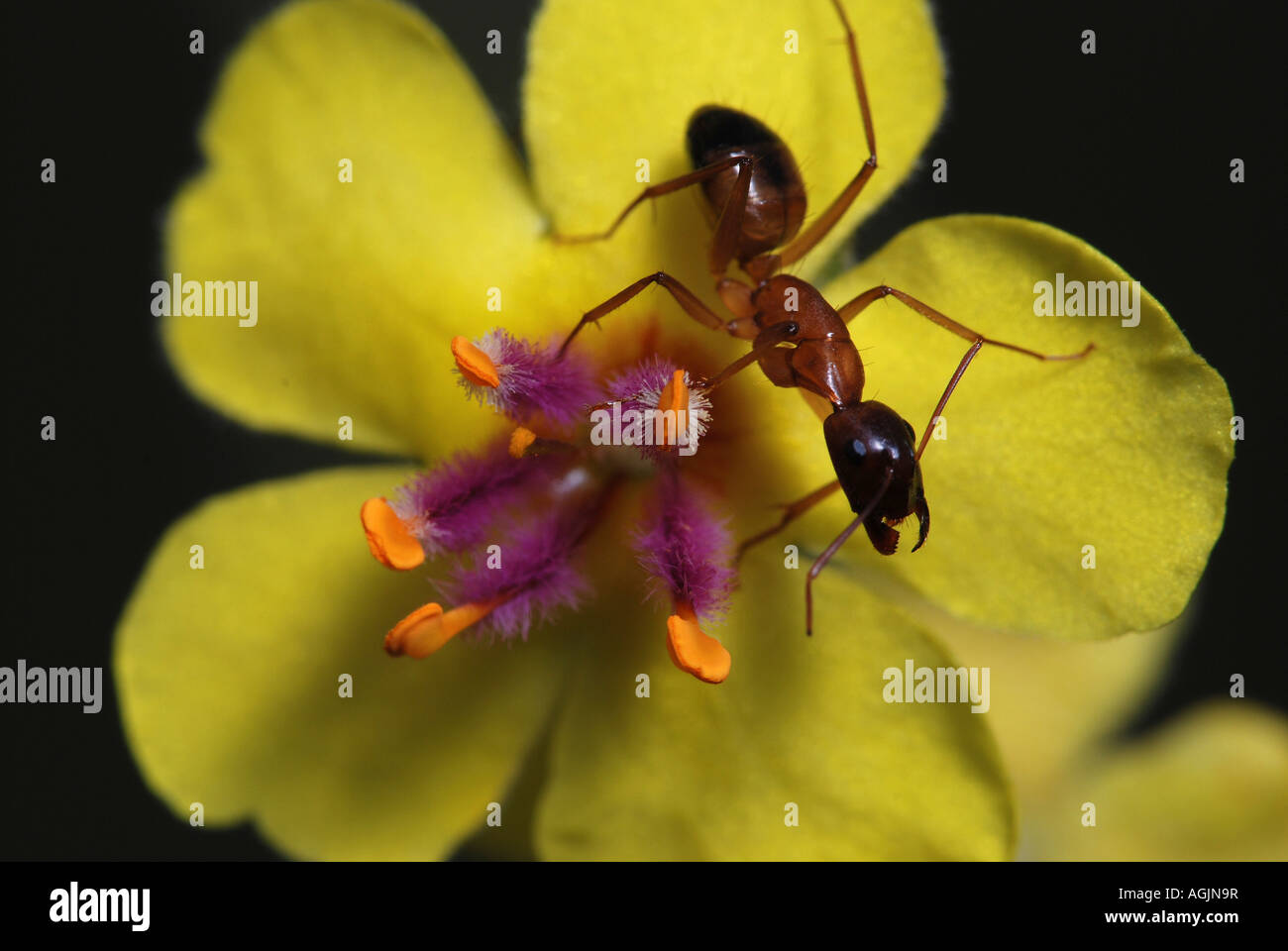Verbascum fruticosum Common Desert Mullein Ant Pollinating the flower ...